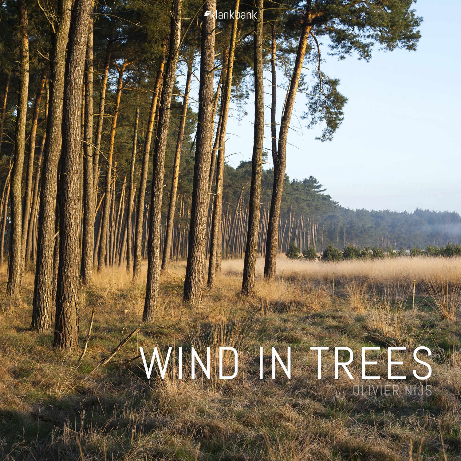 Wind in Trees - Het ruisen van de wind door de bladeren van de bomen